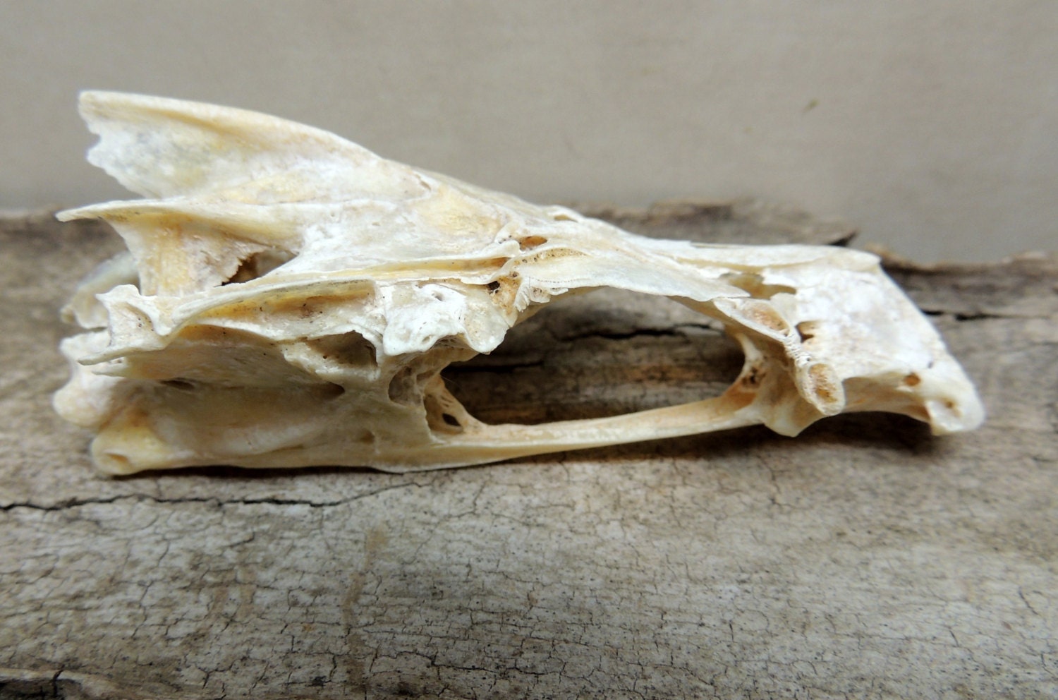 Fish Skull