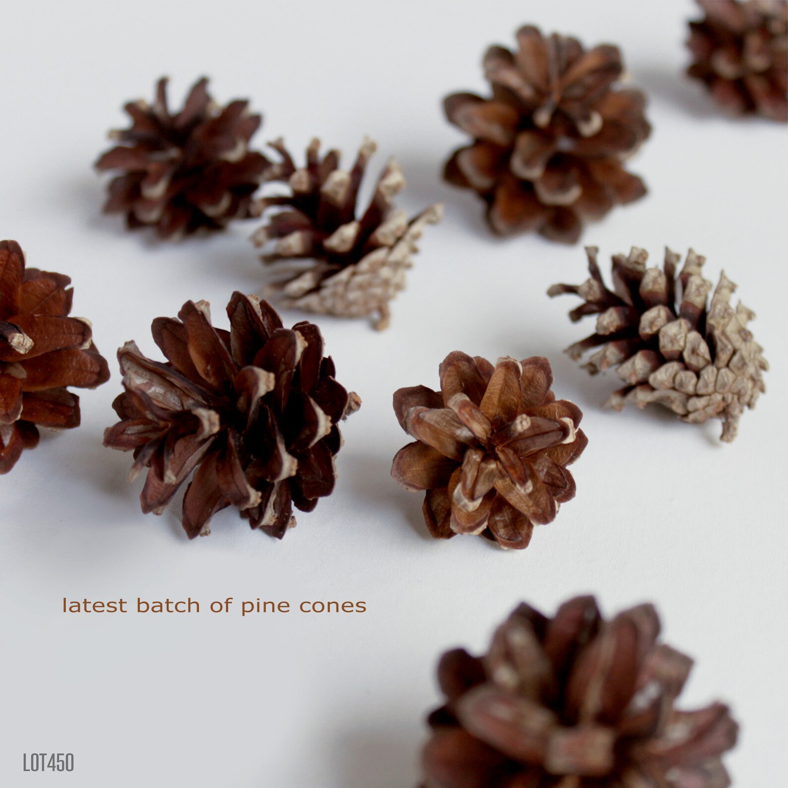 Loose Flower Stems for Cakes, Floral Decorating Kit, Winter Woodland ...