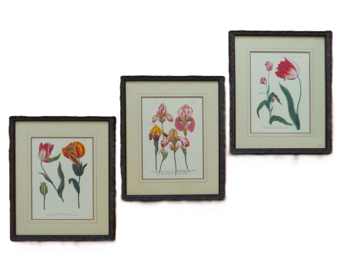 Set of 3 Botanical Lithograph Prints Tulips & Irises Floral Flowers ...