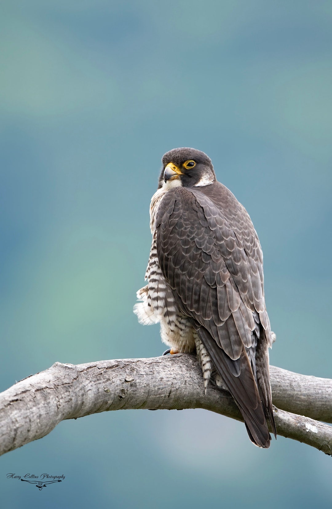 Peregrine Falcon Photo, Metal or Acrylic Print Harry Collins ...