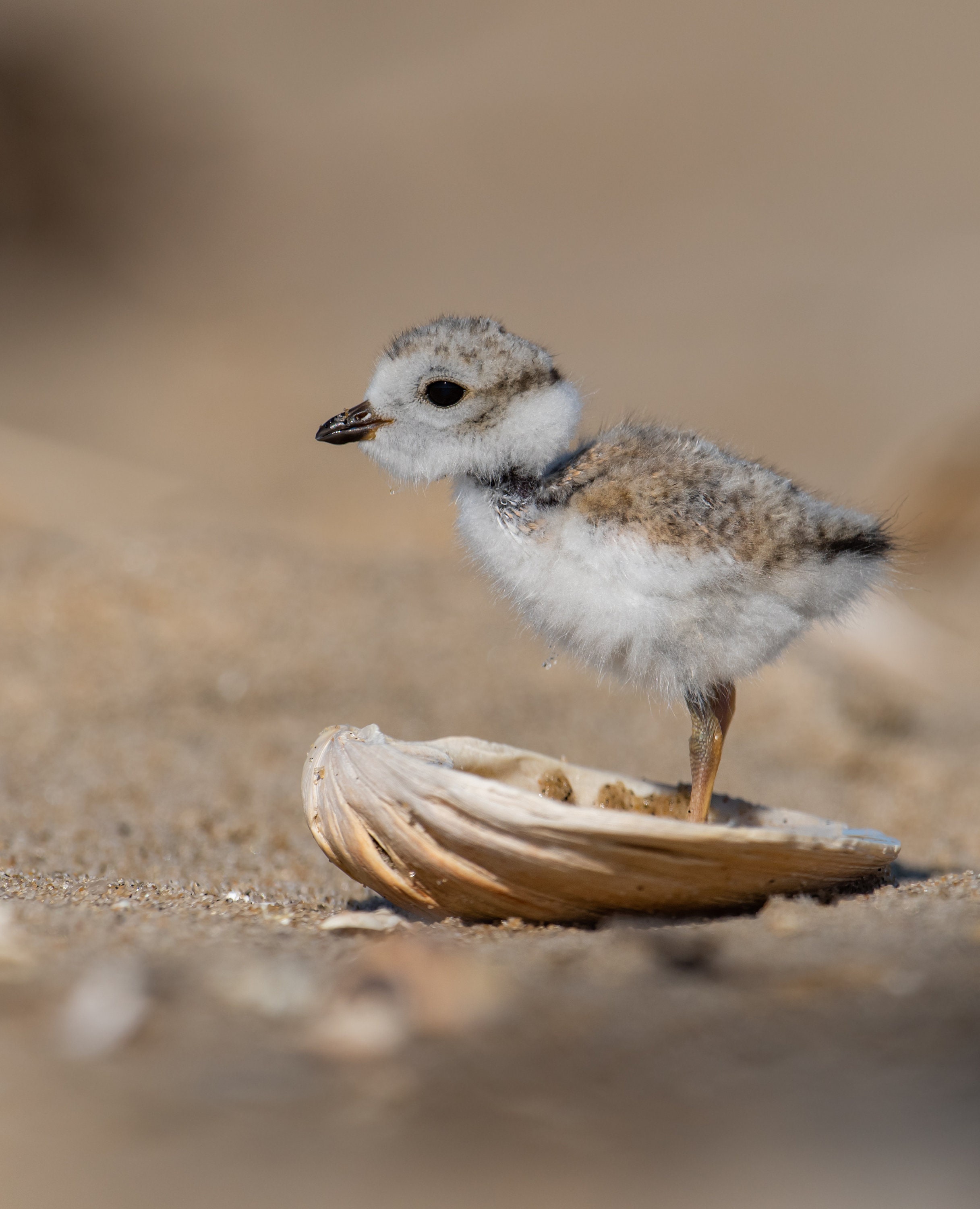 Piping Plover Chick in a Seashell Photo - Etsy
