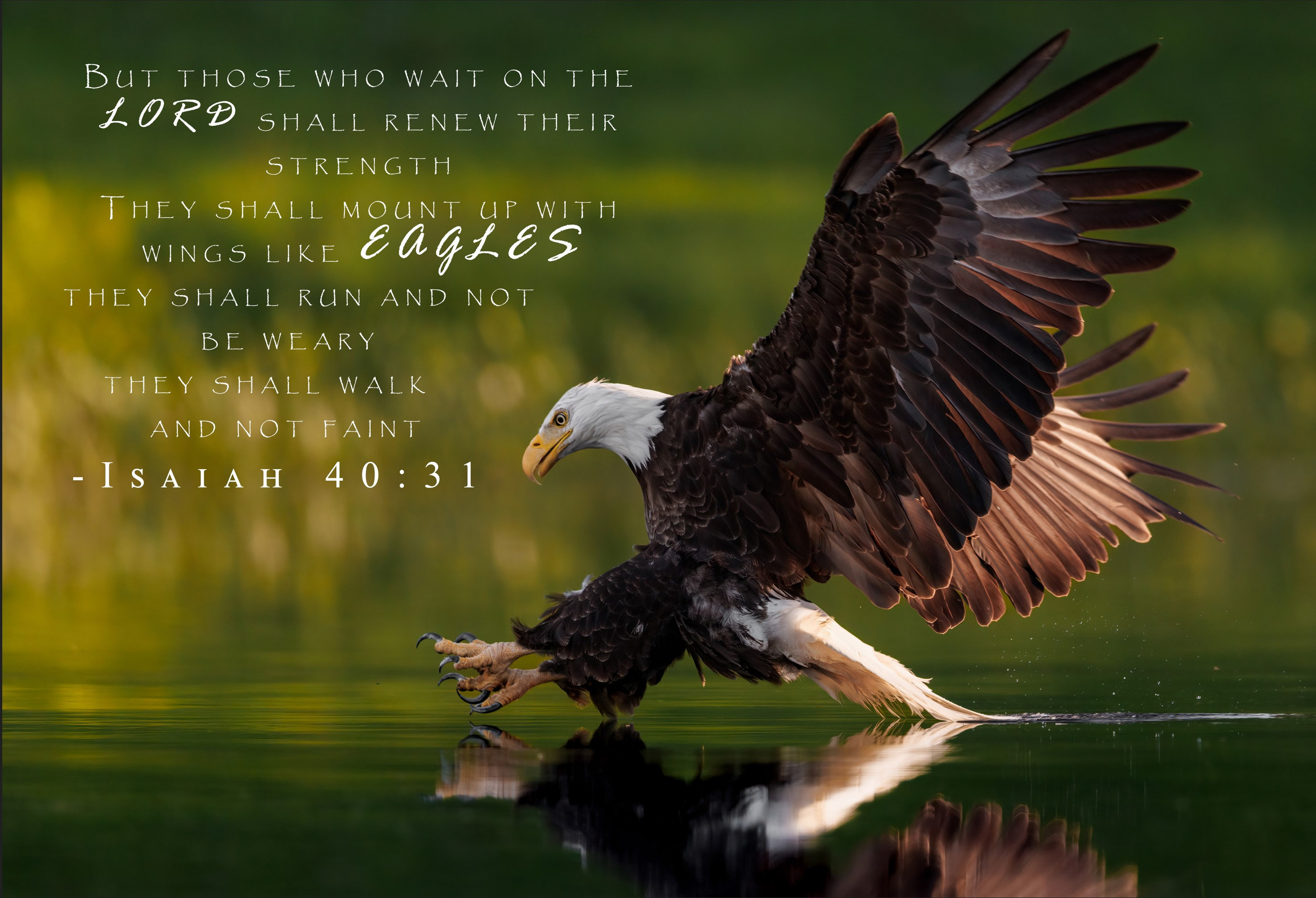 Eagle-isaiah 40:31 Bible Verse Picture Harry Collins Original Artwork ...