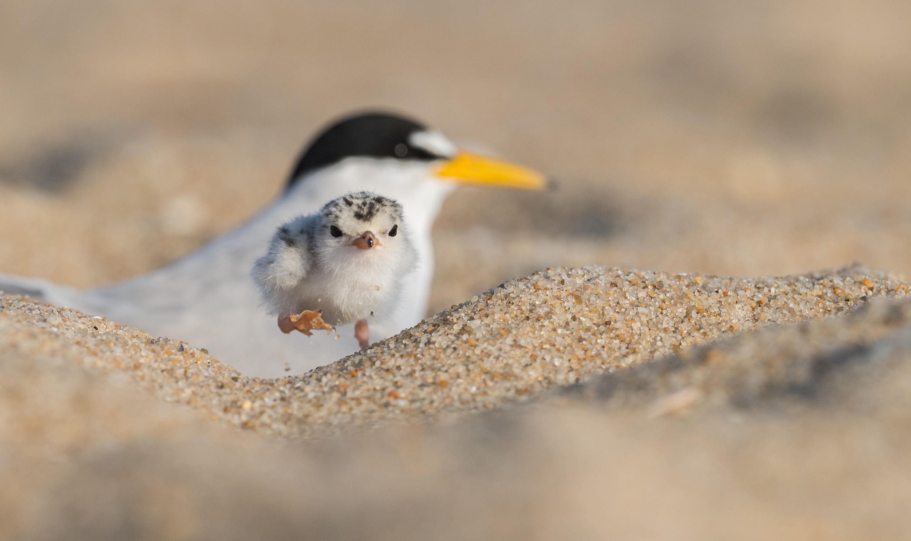 Least Tern Juvenile