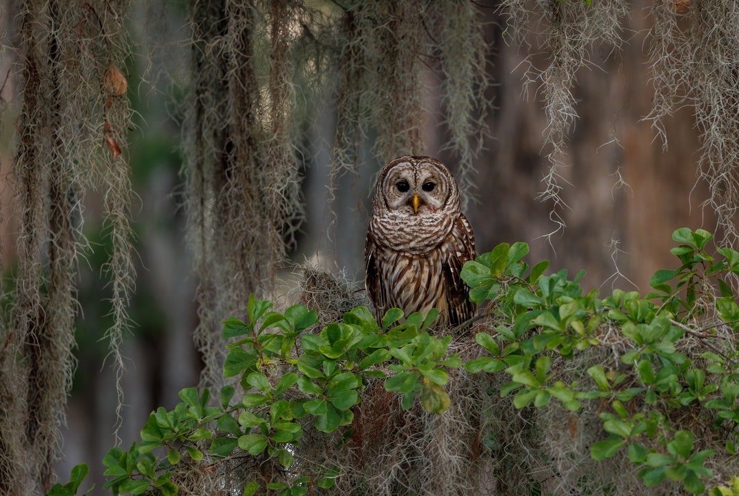 Barred Owl Spanish Moss Photo, Print/metal/acrylic Harry Collins ...