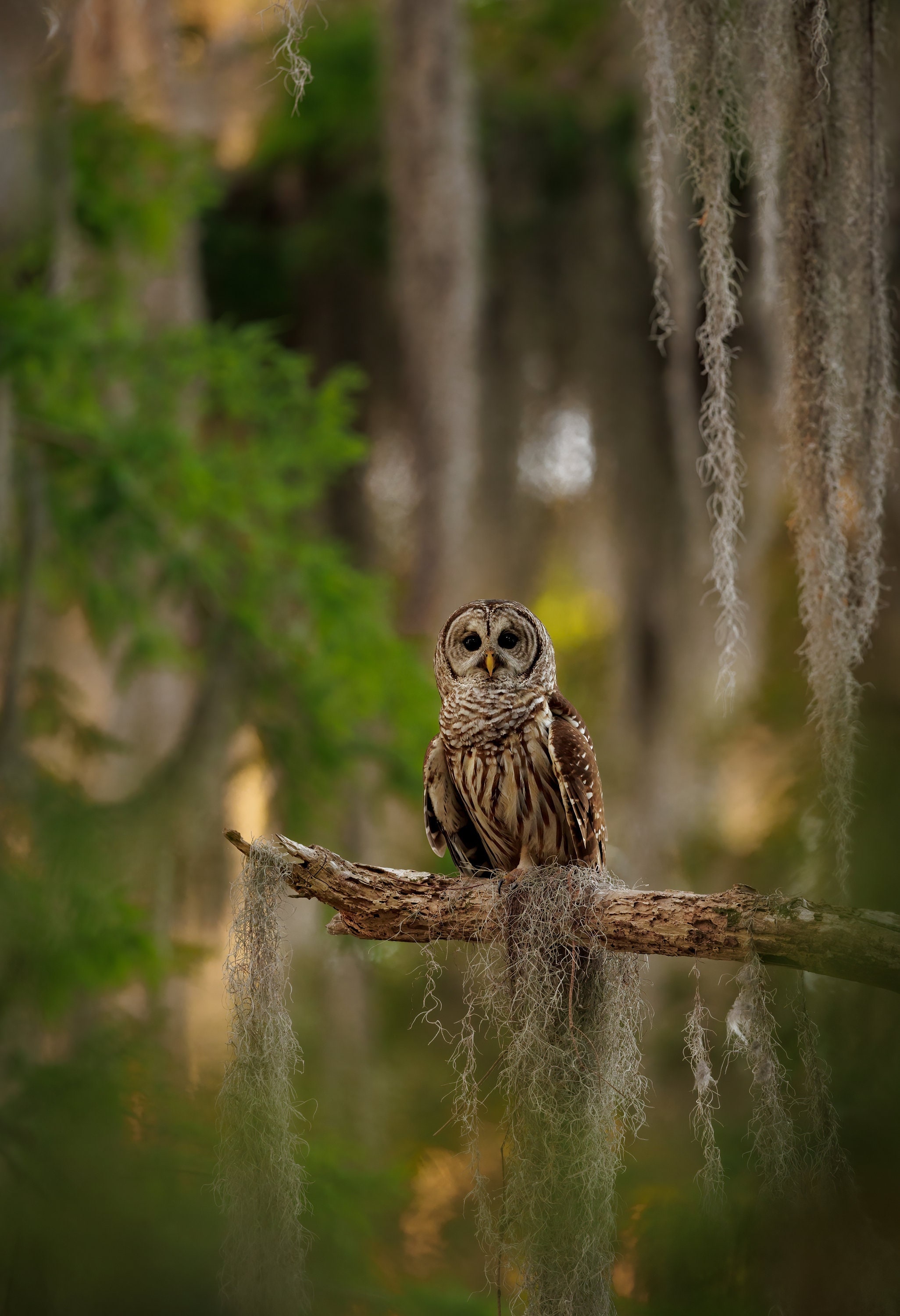 Barred Owl Spanish Moss Photo, Print/metal/acrylic Harry Collins ...