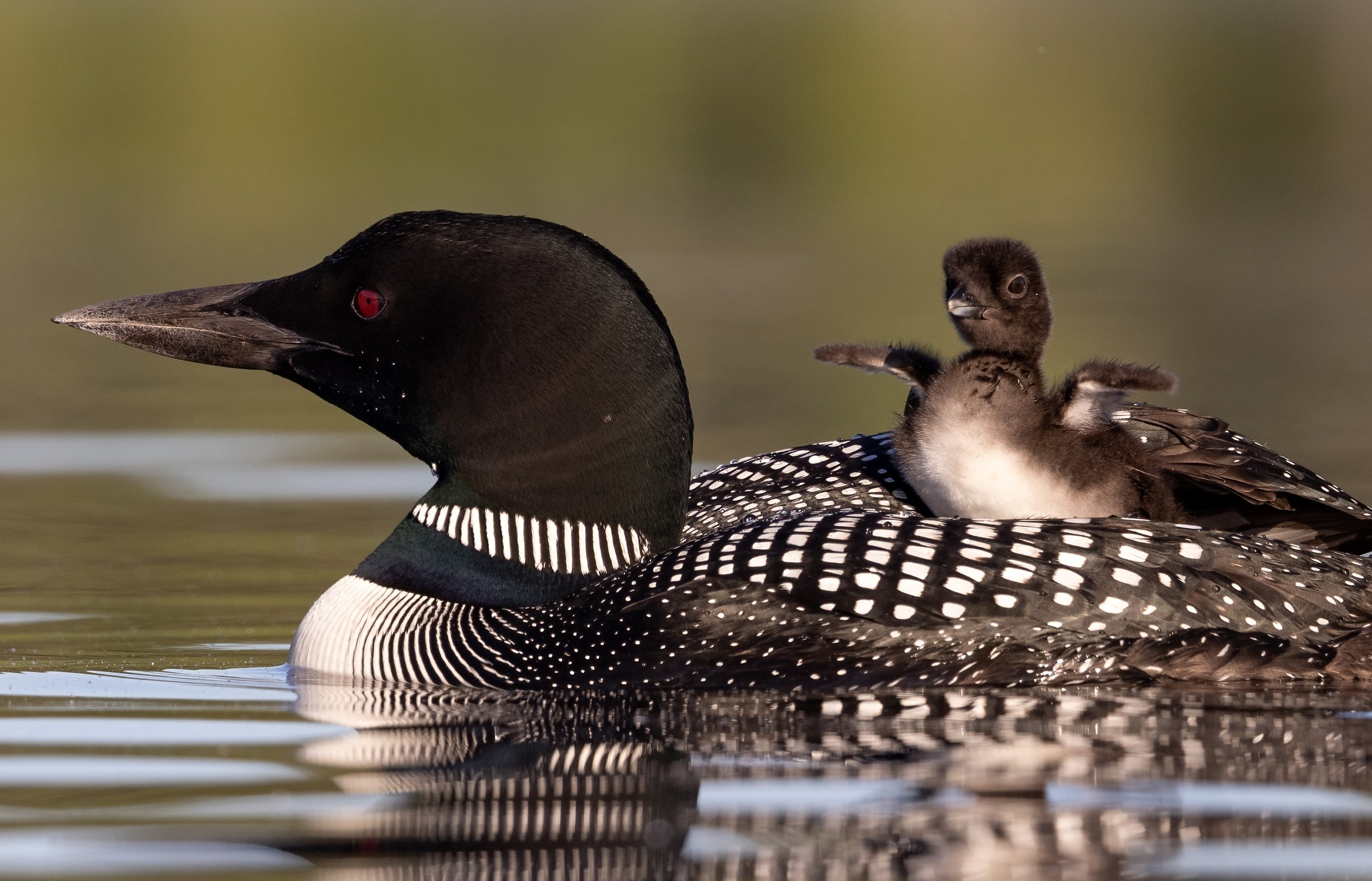 Baby Loon