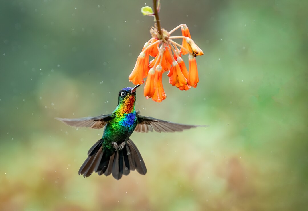 Hummingbird in Costa Rica Harry Collins Wildlife Photography Wall Art ...