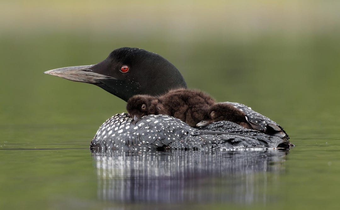 Common Loon and Chicks in Acadia National Park Photo, Metal or Acrylic ...