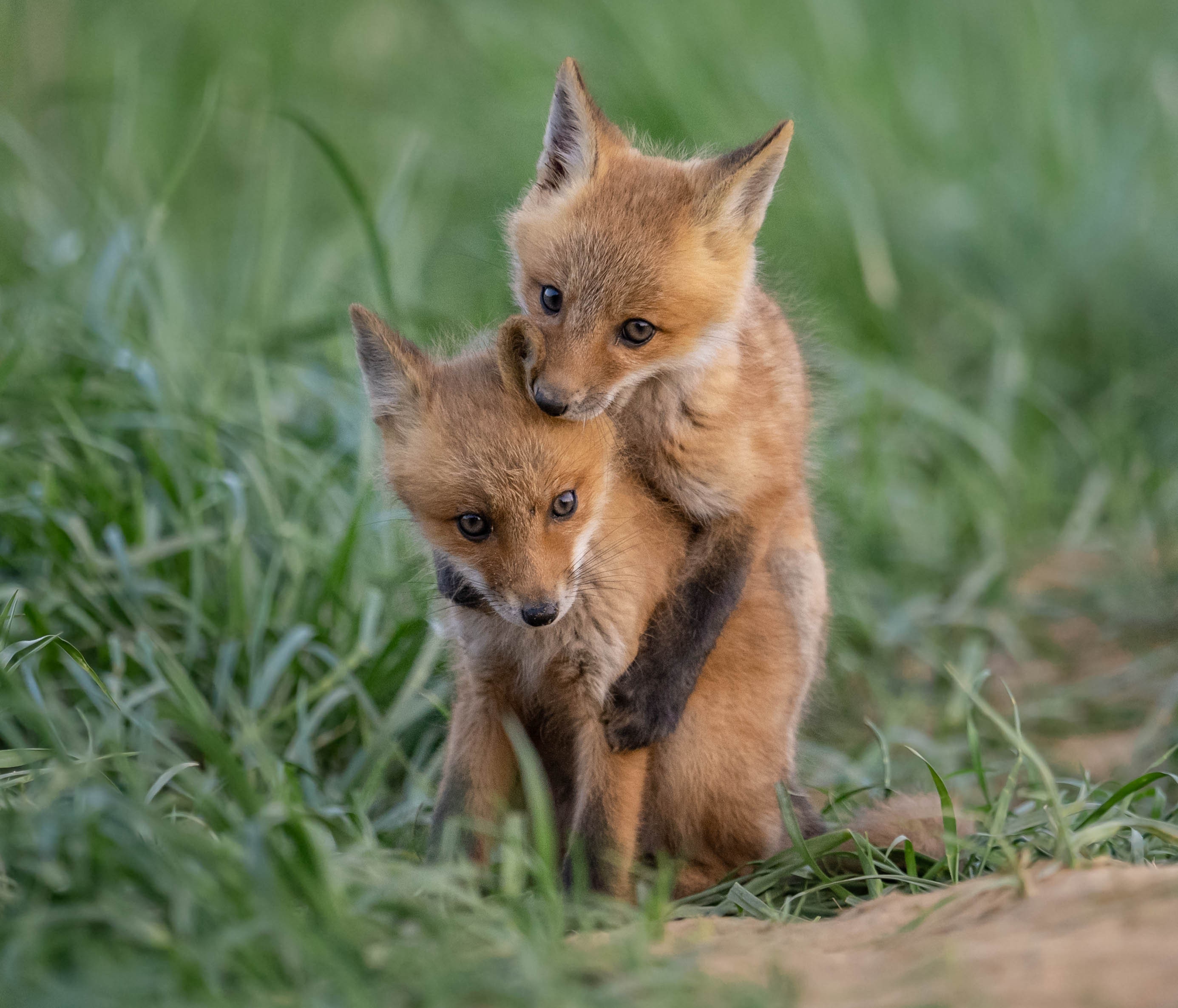 Red Fox Kits