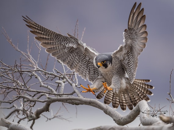 Peregrine Falcon Photo Metal Canvas or Acrylic Print - Etsy