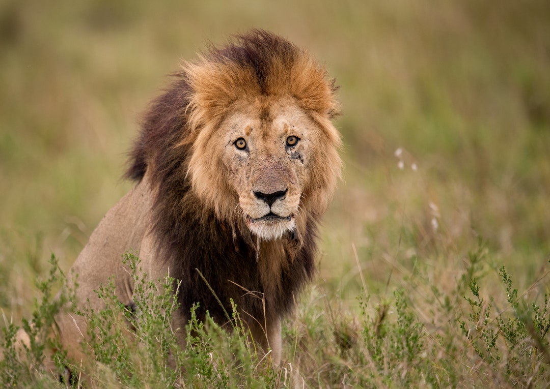 Male Lion In Africa Photo Metal Canvas Or Acrylic Print Harry Collins