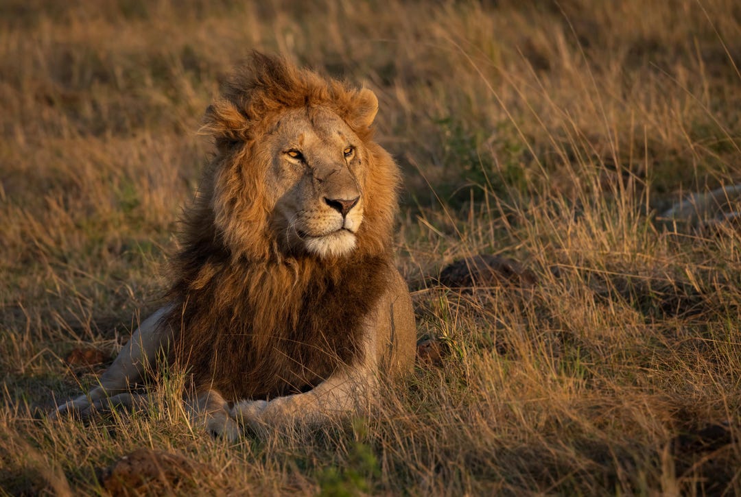Male Lion in Africa Photo, Metal, Canvas or Acrylic Print Harry Collins ...