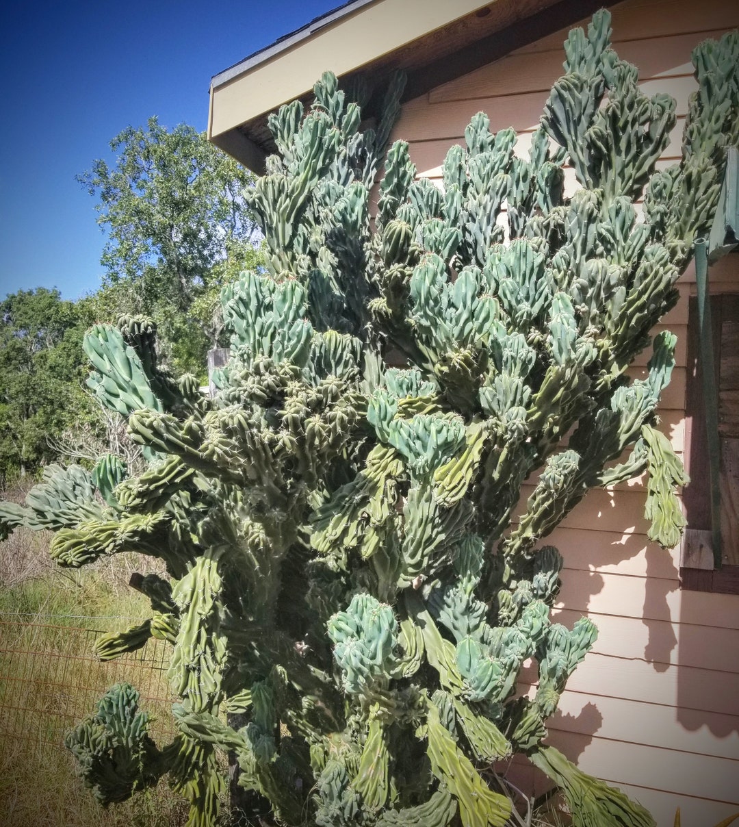 Cereus Hildmannianus F. Cristata Monstrosa Crested Night Blooming ...