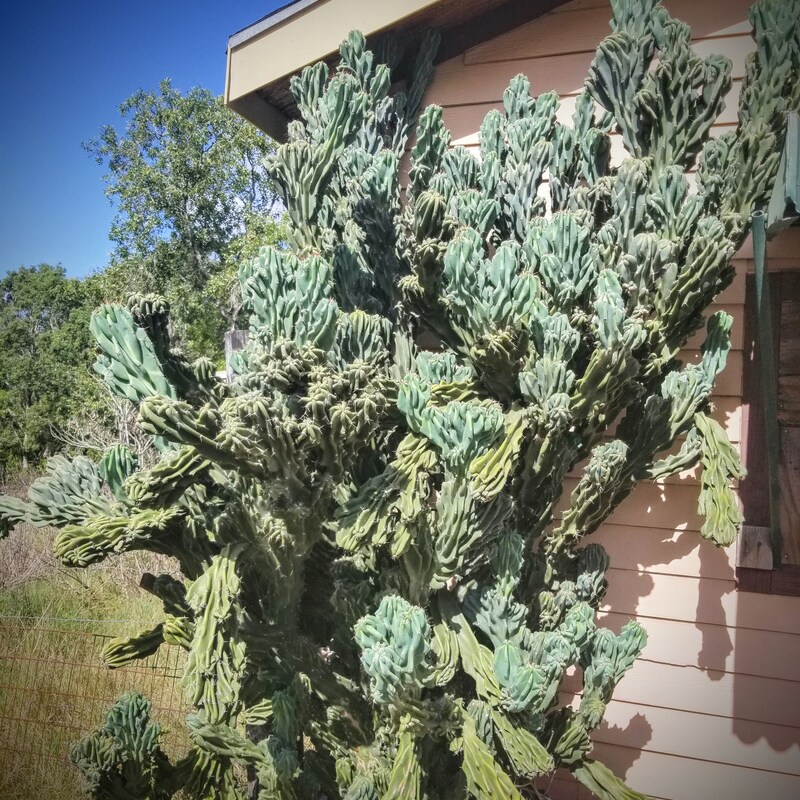 Blue Crested Cactus - Etsy