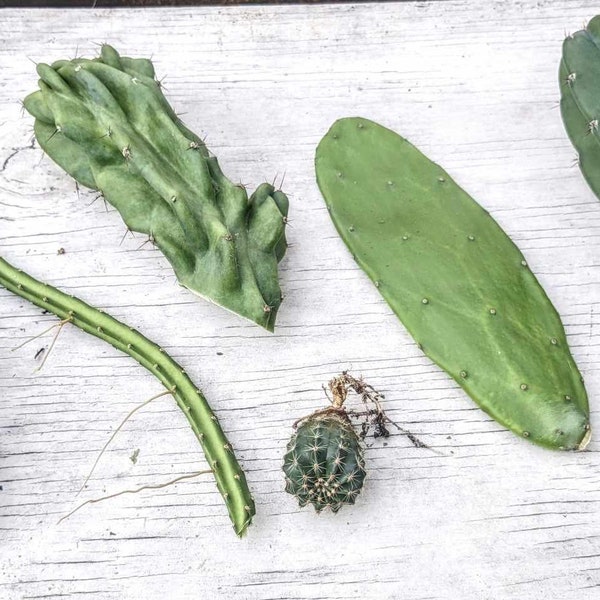 Cactus Cutting - Etsy