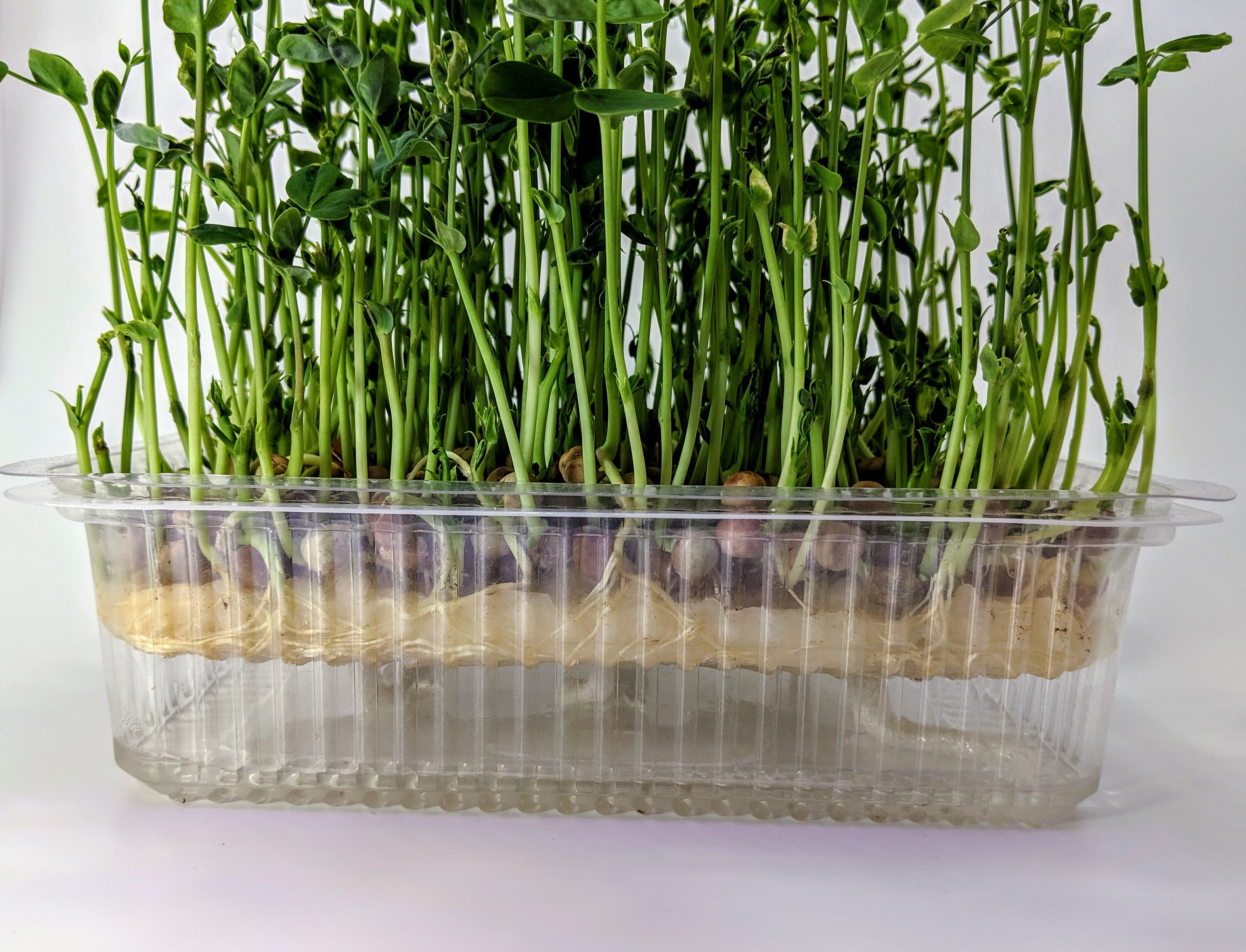 Auto Water Hydroponic Pea Shoot Microfarm With New Bamboo Grow Media, 1 ...