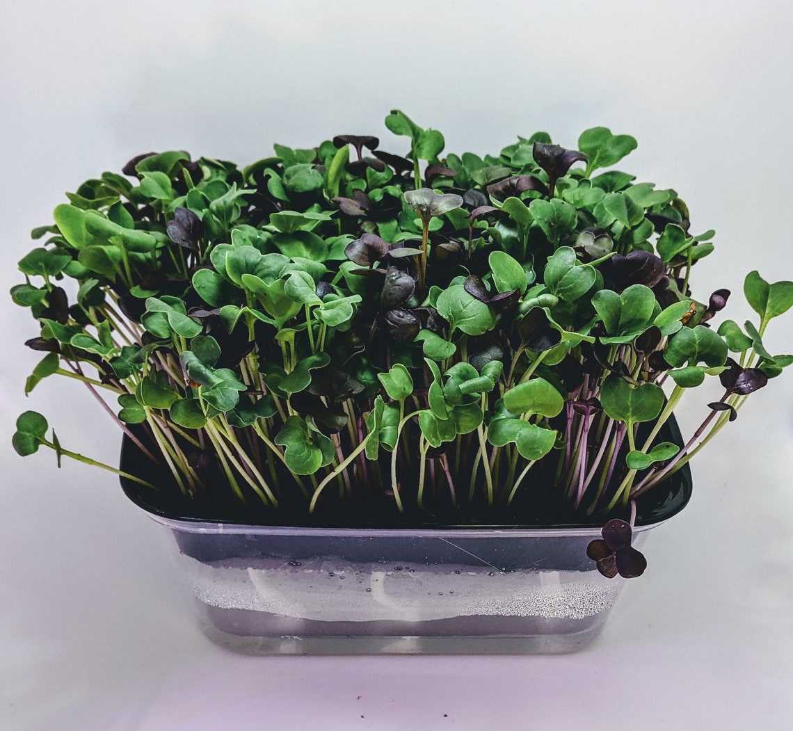 Large Premium V2 Hydroponic Microgreen Grow Kit, 3 Crops of Fresh ...