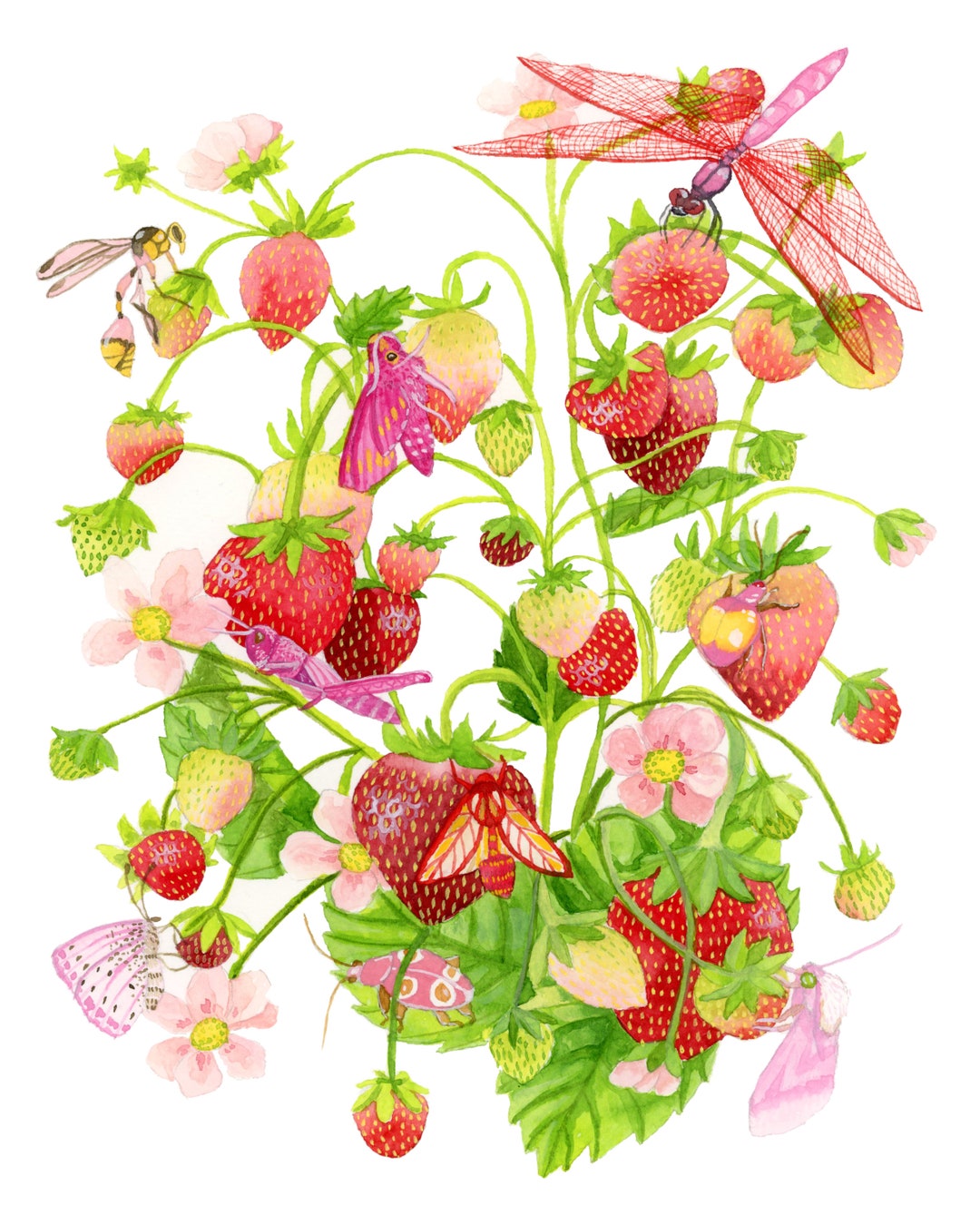 8x10 - Strawberry & Insects - Watercolor Painting - Etsy