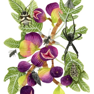 8x10 Figs & Insects Watercolor Painting - Etsy