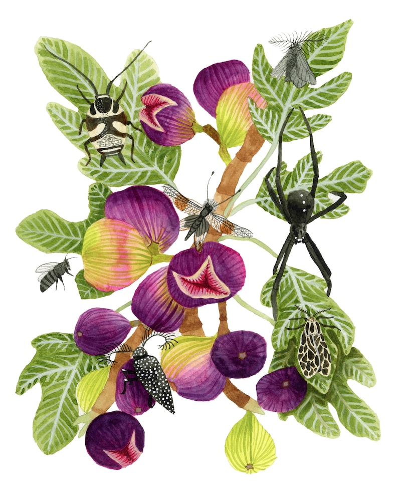 8x10 - Figs & Insects - Watercolor Painting - Etsy