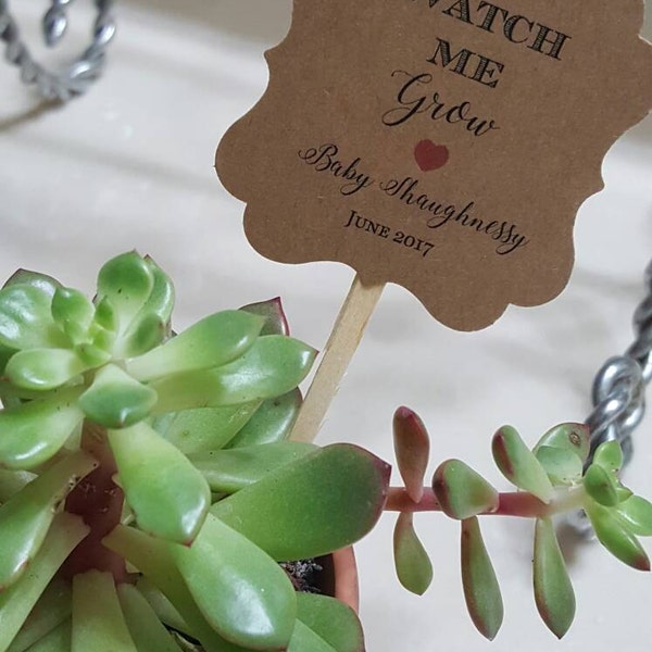 Succulent Favor - Etsy
