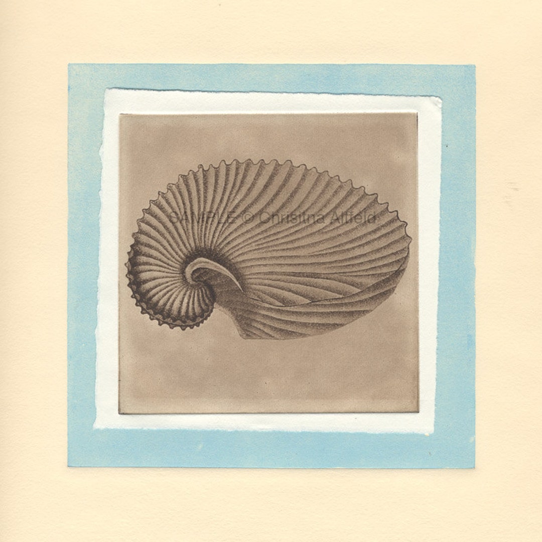 SHELL, 8" X 8" Art Print on 80lb Fine Art Paper From Handprinted ...
