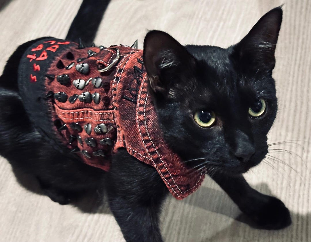Badass Ombre Battle Vest, Sphynx Cat Clothing - Etsy