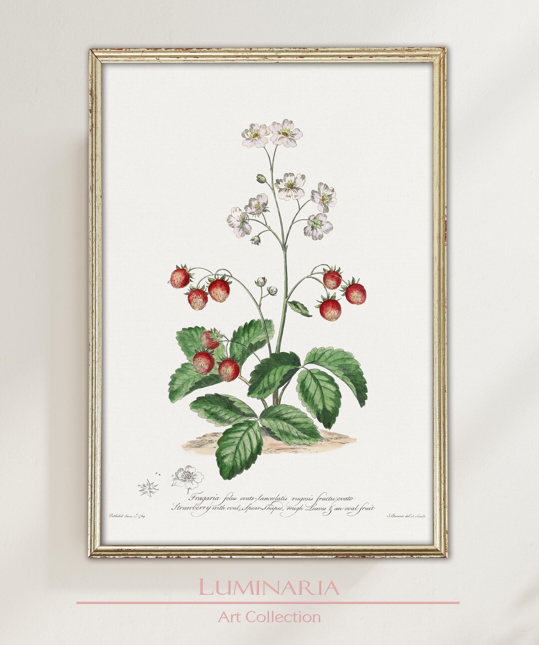 Light Academia Art Print Vintage Lithograph Strawberry Plant Botanical ...