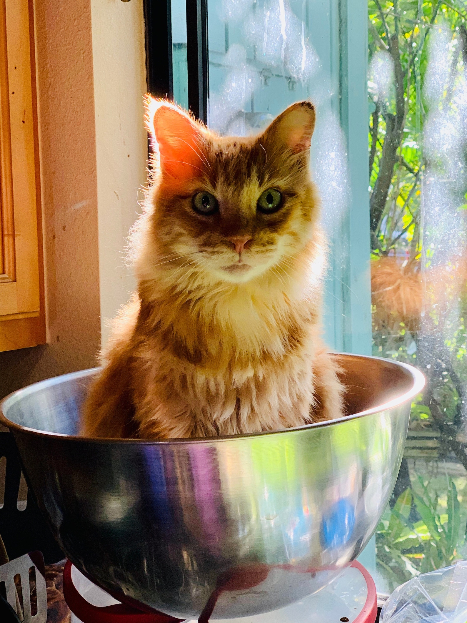 Hand Painted Commission Cat Oil Painting Paint From Digital - Etsy