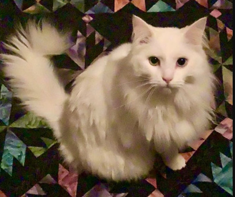 Hand Painted Commission Cat Oil Painting Paint From Digital - Etsy