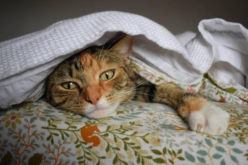 Hand Painted Commission Cat Oil Painting Paint From Digital | Etsy