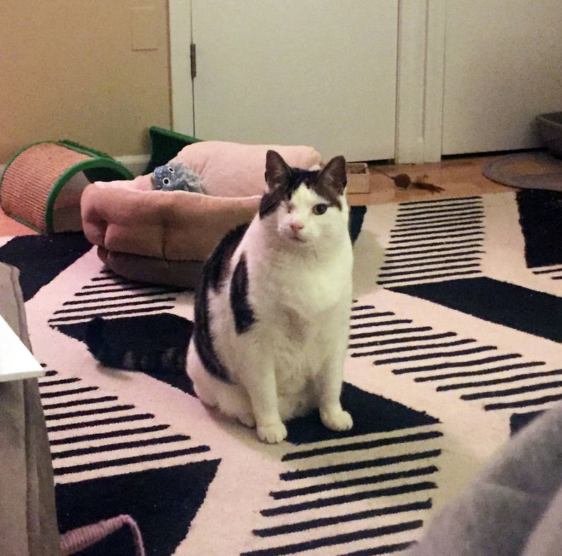 Hand Painted Commission Cat Oil Painting Paint From Digital | Etsy