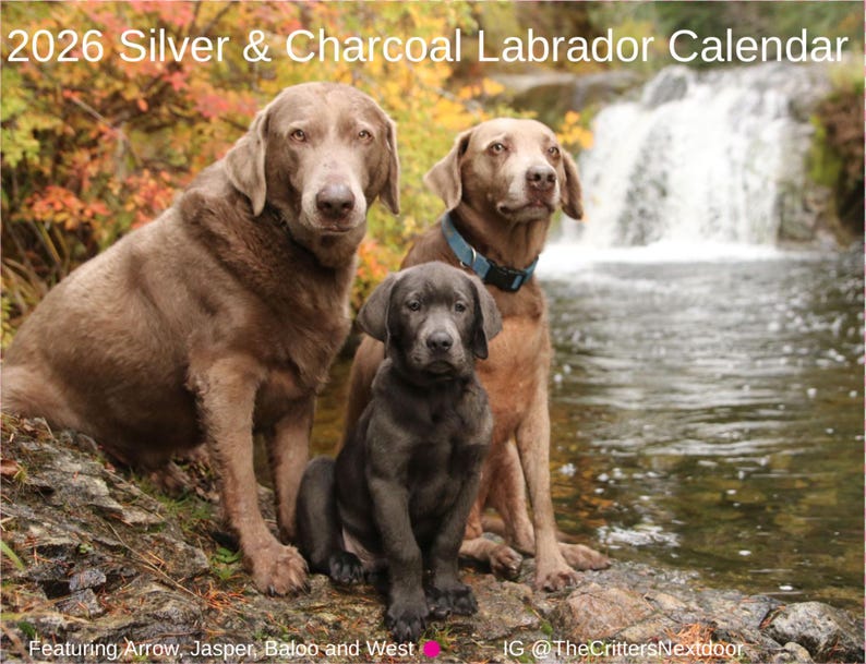 2026 Silver & Charcoal Labrador Retriever Calendar - 10th Year Annual ...