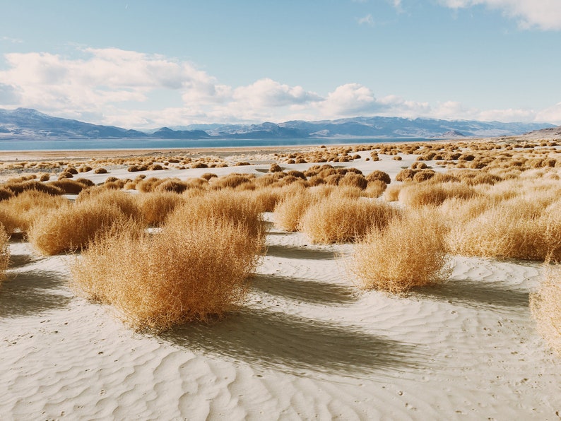 Southwest Tumbleweed Landscape Desert Art Print Western - Etsy