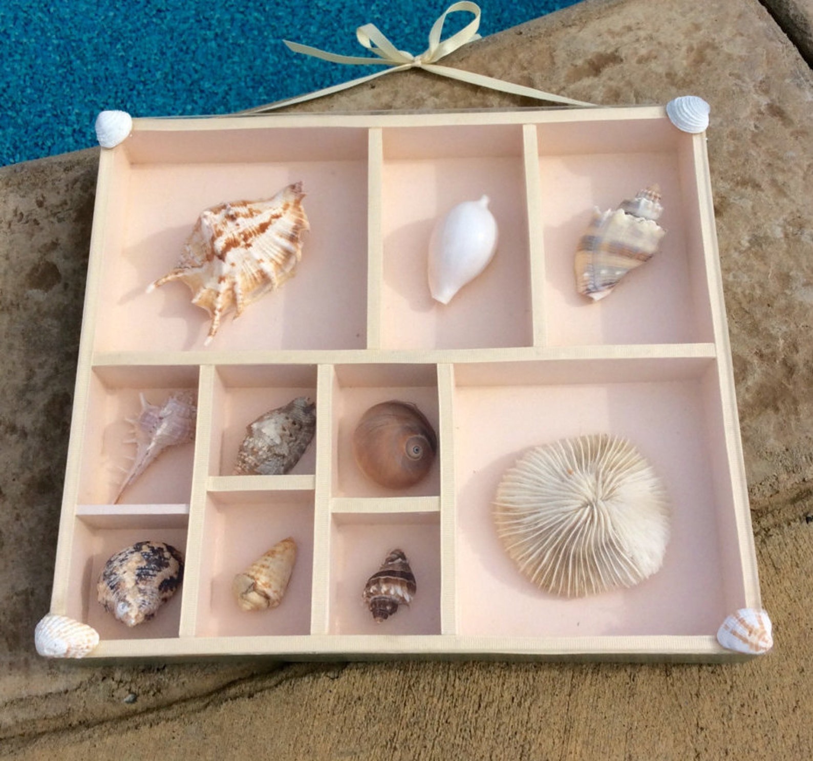 Vintage Shadow Box W/seashells Wall Decor Seashell Display | Etsy