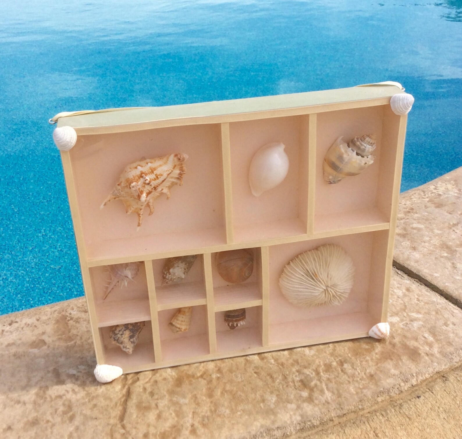 Vintage Shadow Box W/seashells Wall Decor Seashell Display | Etsy