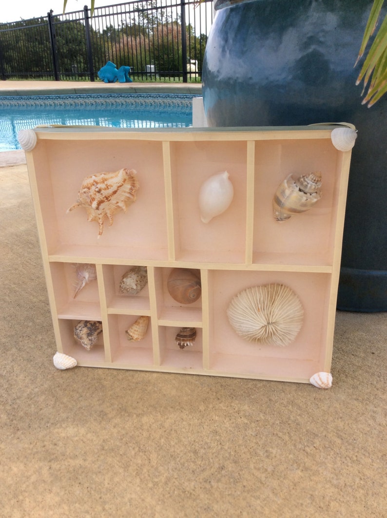 Vintage Shadow Box W/seashells Wall Decor Seashell Display - Etsy