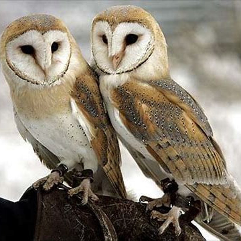 Real Owl Skulls - Etsy