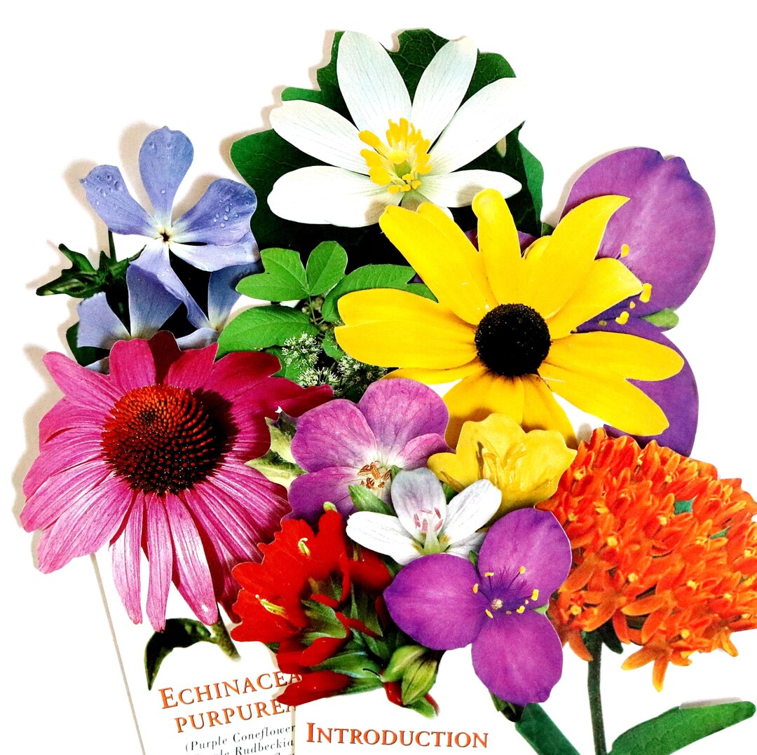 Vintage Flower Flash Cards. Wildflower Cards. Flower ID Cards. Vintage ...