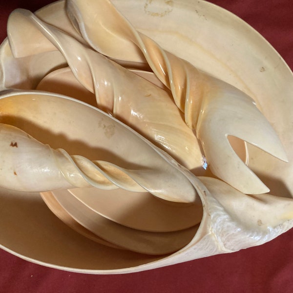 Conch Shell Serving Bowl - Etsy