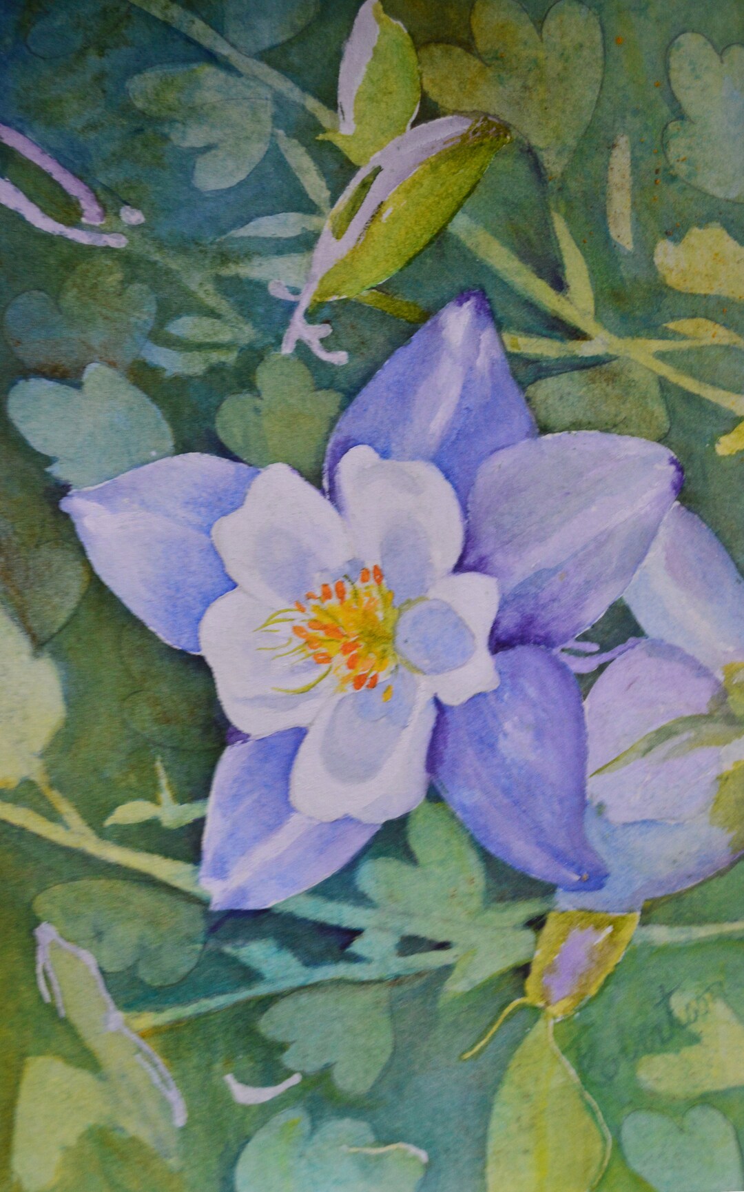 Floral Watercolor Original Columbine Flower, Colorado State Flower ...