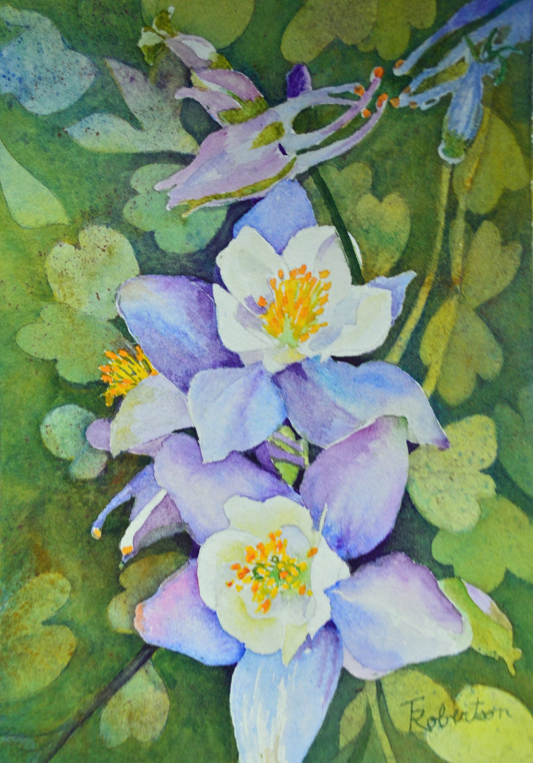 Fine Art Painting, Floral Watercolors, Columbine Flowers, Colorado ...