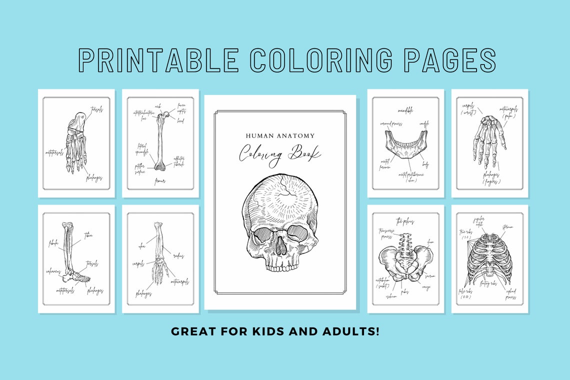 Human Anatomy Coloring Pages, Skeletal Coloring Book, Printable Anatomy ...