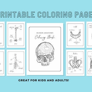 Human Anatomy Coloring Pages, Skeletal Coloring Book, Printable Anatomy ...