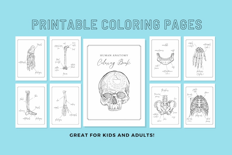 Human Anatomy Coloring Pages, Skeletal Coloring Book, Printable Anatomy ...
