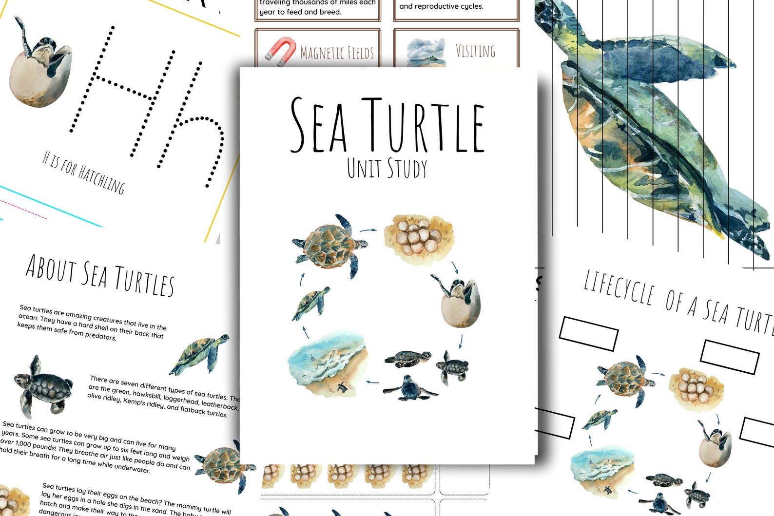 Sea Turtle Unit Study Homeschool Printable Nature Life Cycle Science ...