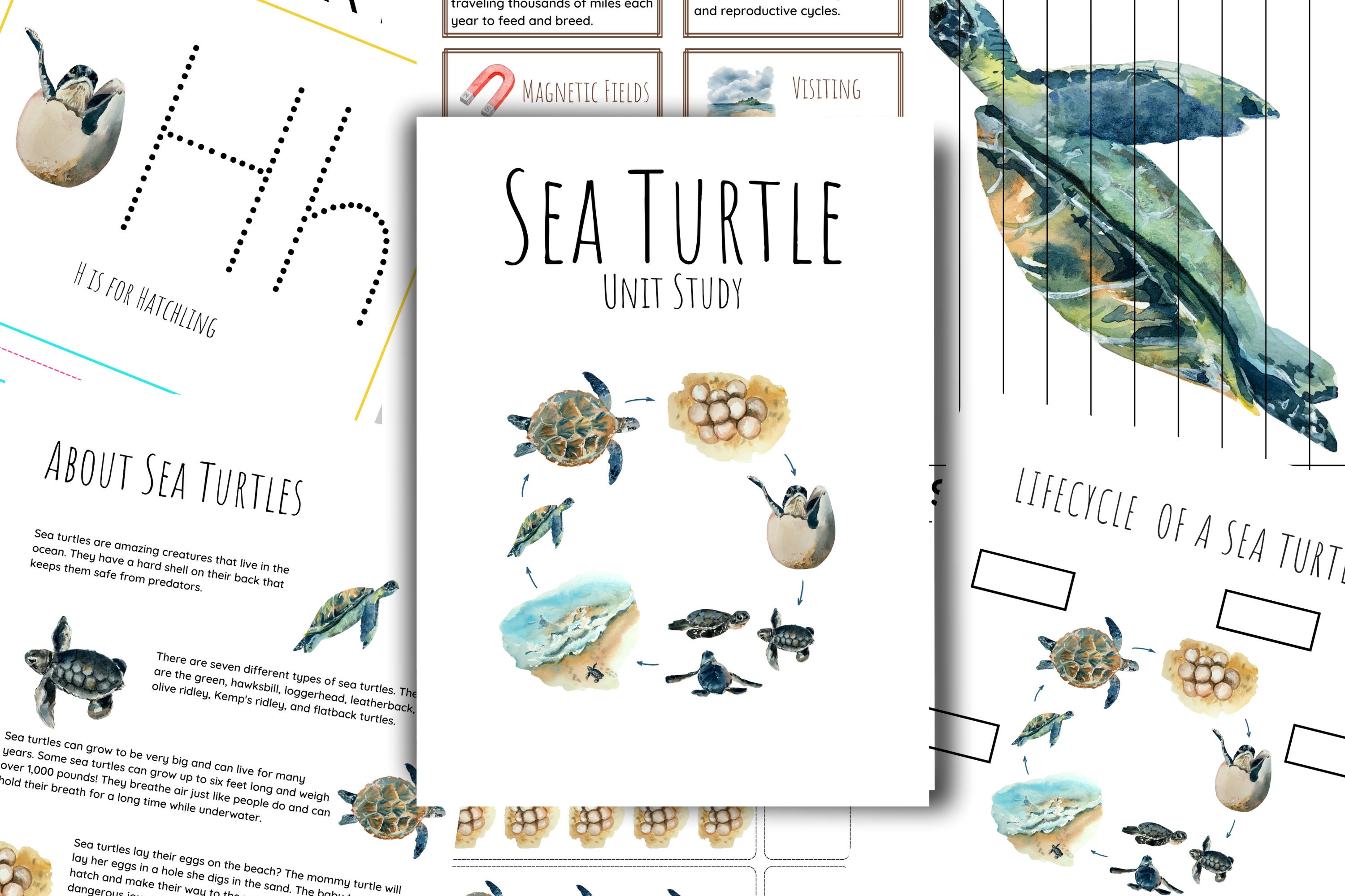 Sea Turtle Unit Study Homeschool Printable Nature Life Cycle Science ...