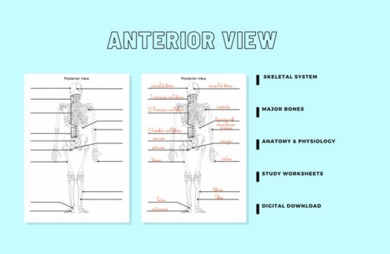Human Anatomy Coloring Pages, Skeletal Coloring Book, Printable Anatomy ...