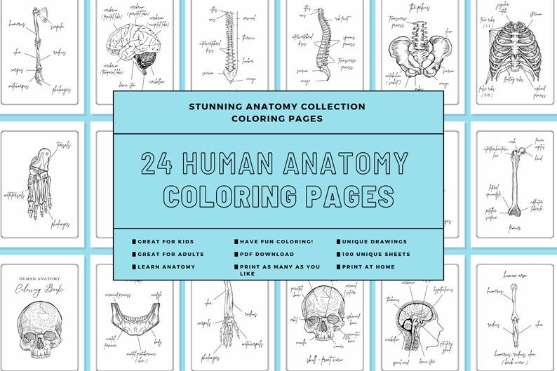 Human Anatomy Coloring Pages, Skeletal Coloring Book, Printable Anatomy ...