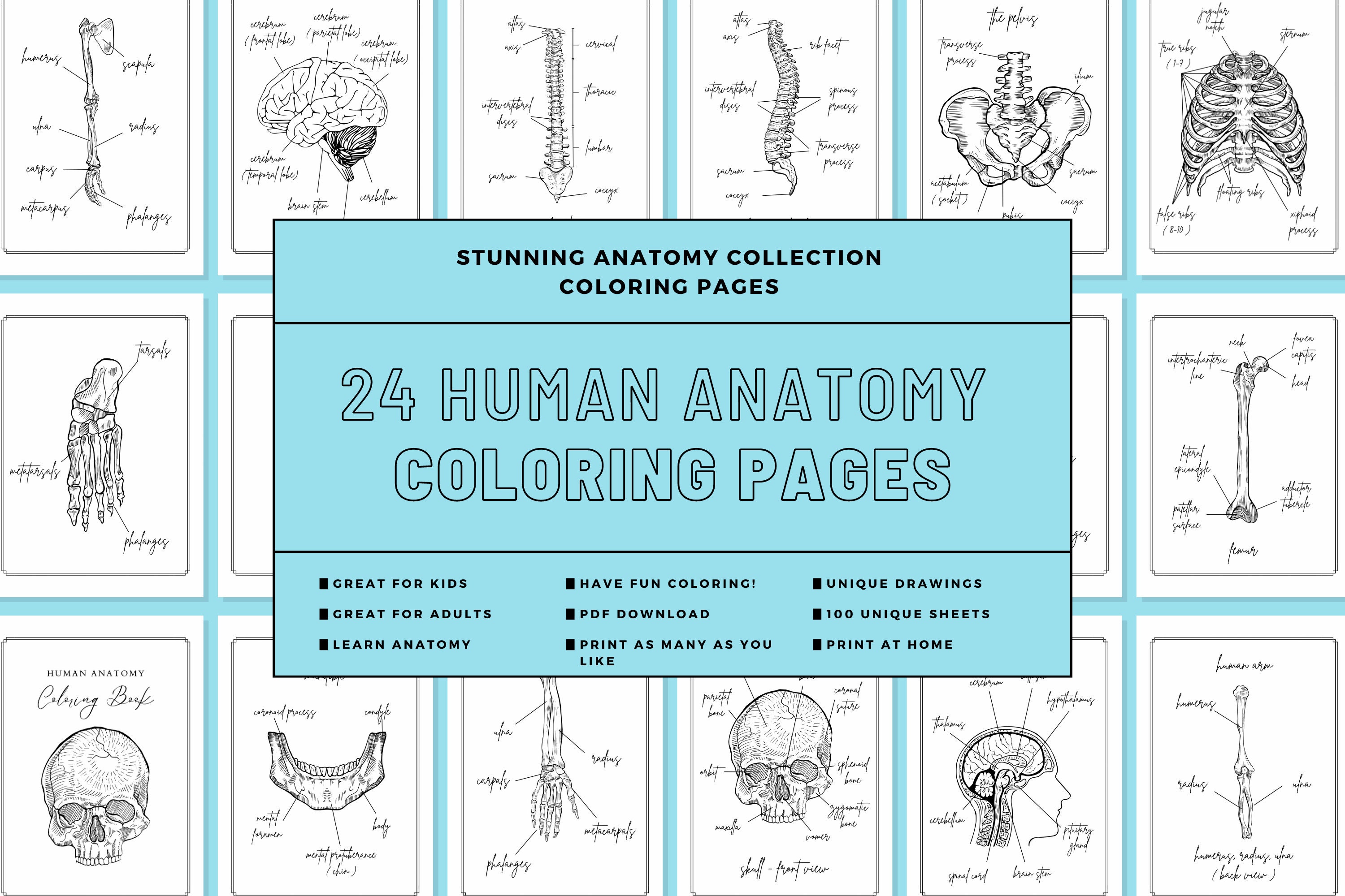 Human Anatomy Coloring Pages, Skeletal Coloring Book, Printable Anatomy ...